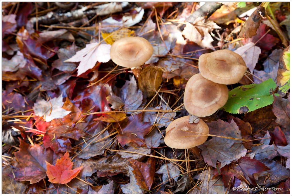 forest floor | photodyssey